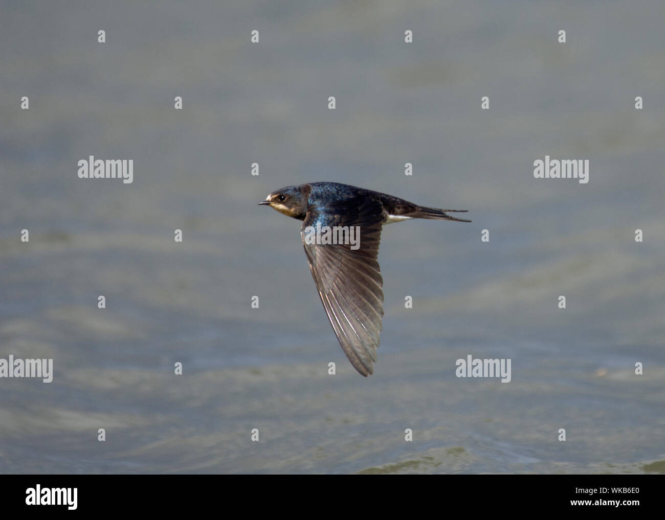 Swallow flying over water hi-res stock photography and images - Alamy