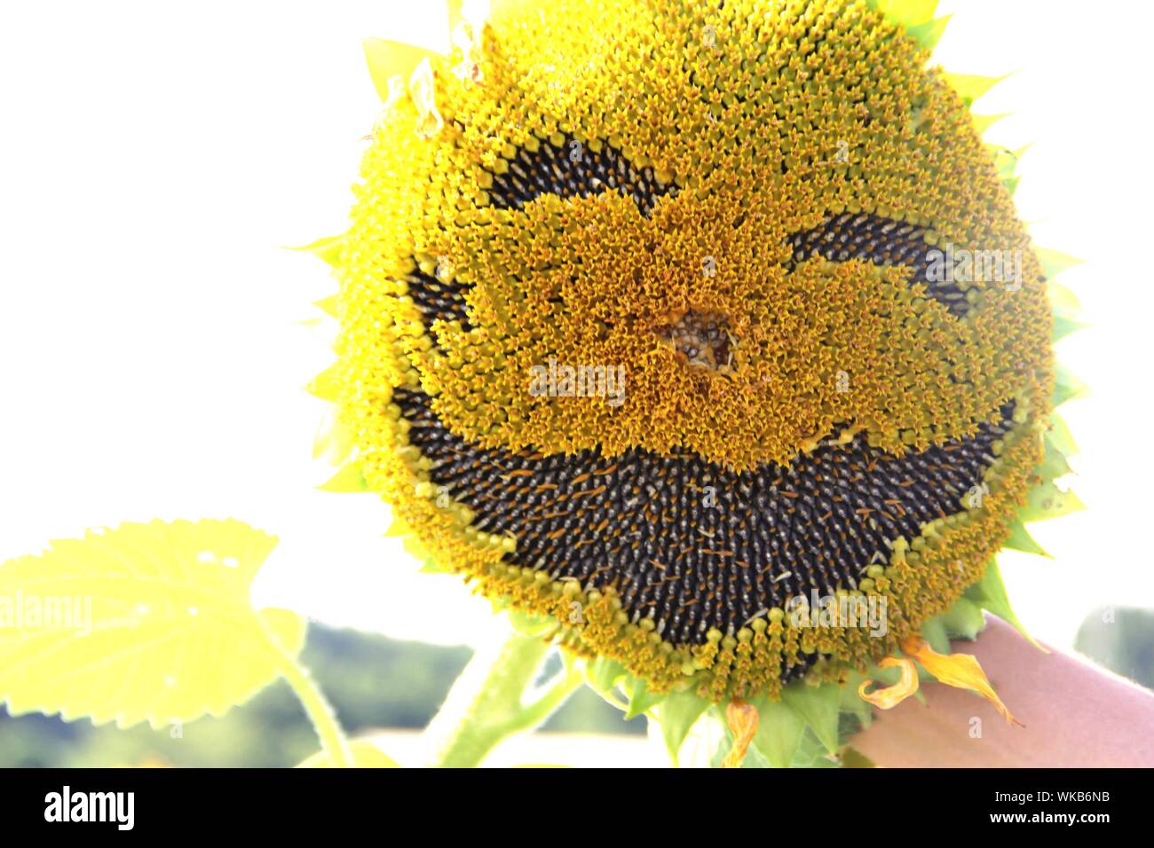Smiley Face Sunflower High Resolution Stock Photography and Images - Alamy