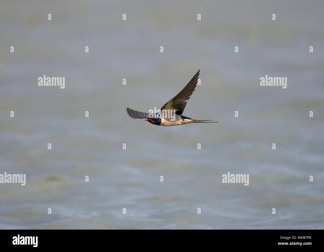 Swallow flying over water hi-res stock photography and images - Alamy
