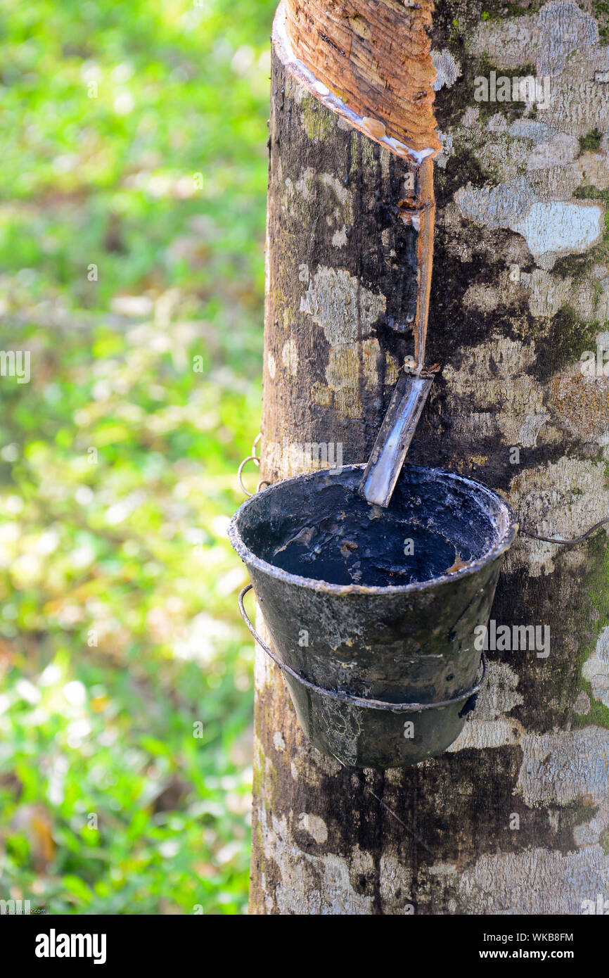 Tapping rubber trees hi-res stock photography and images - Alamy