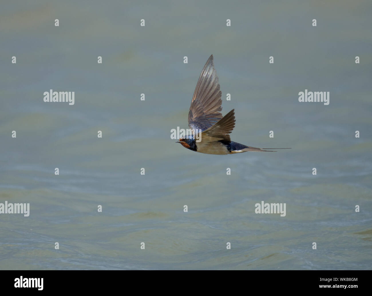 Swallow flying over water hi-res stock photography and images - Alamy