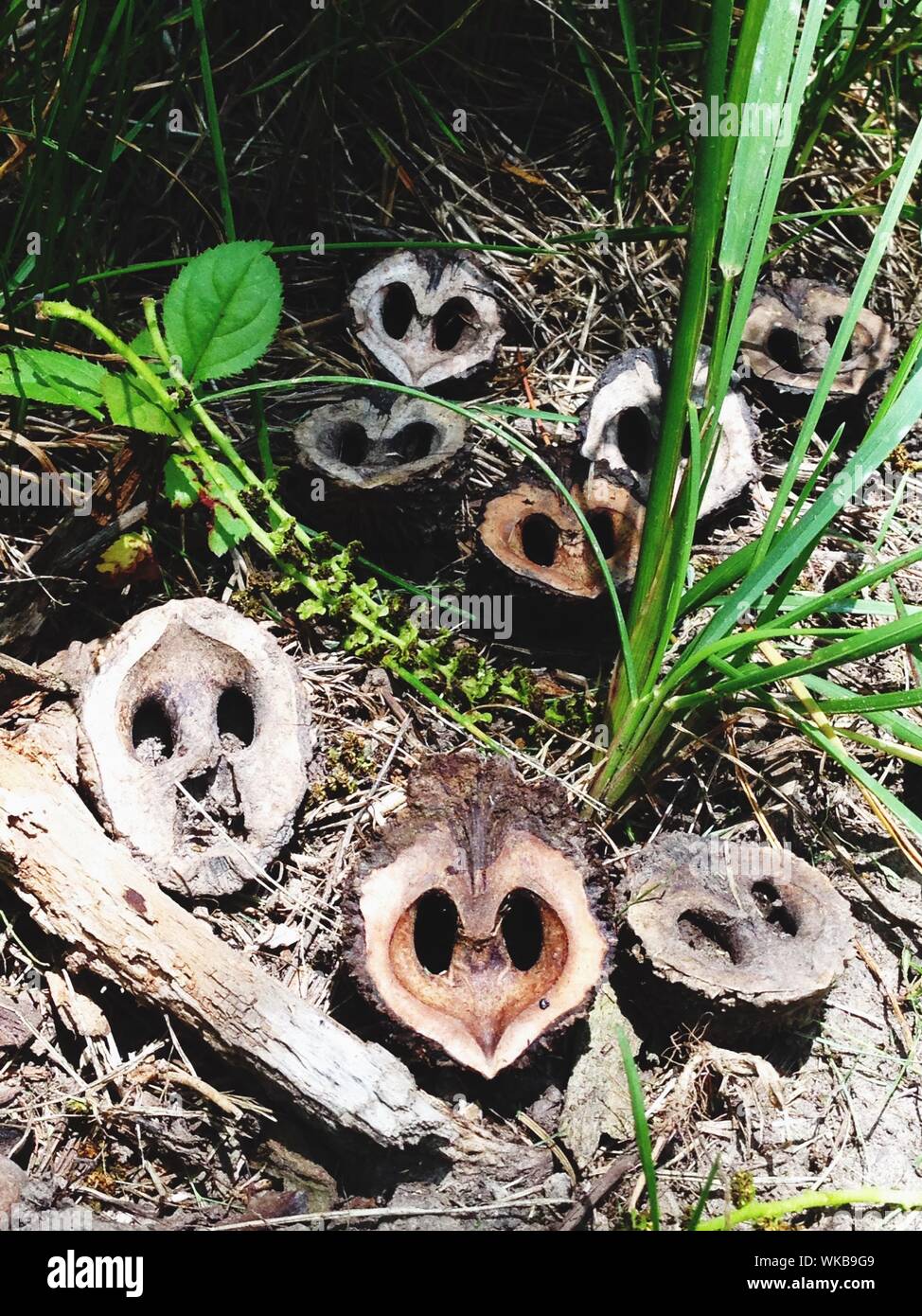 Walnut shells hi-res stock photography and images - Alamy