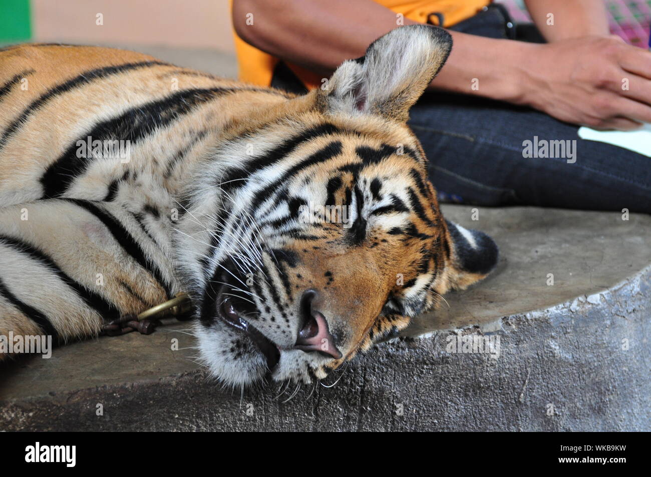 Zoo man hi-res stock photography and images - Alamy