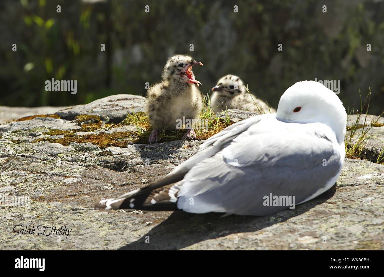 Family seagull hi-res stock photography and images - Alamy