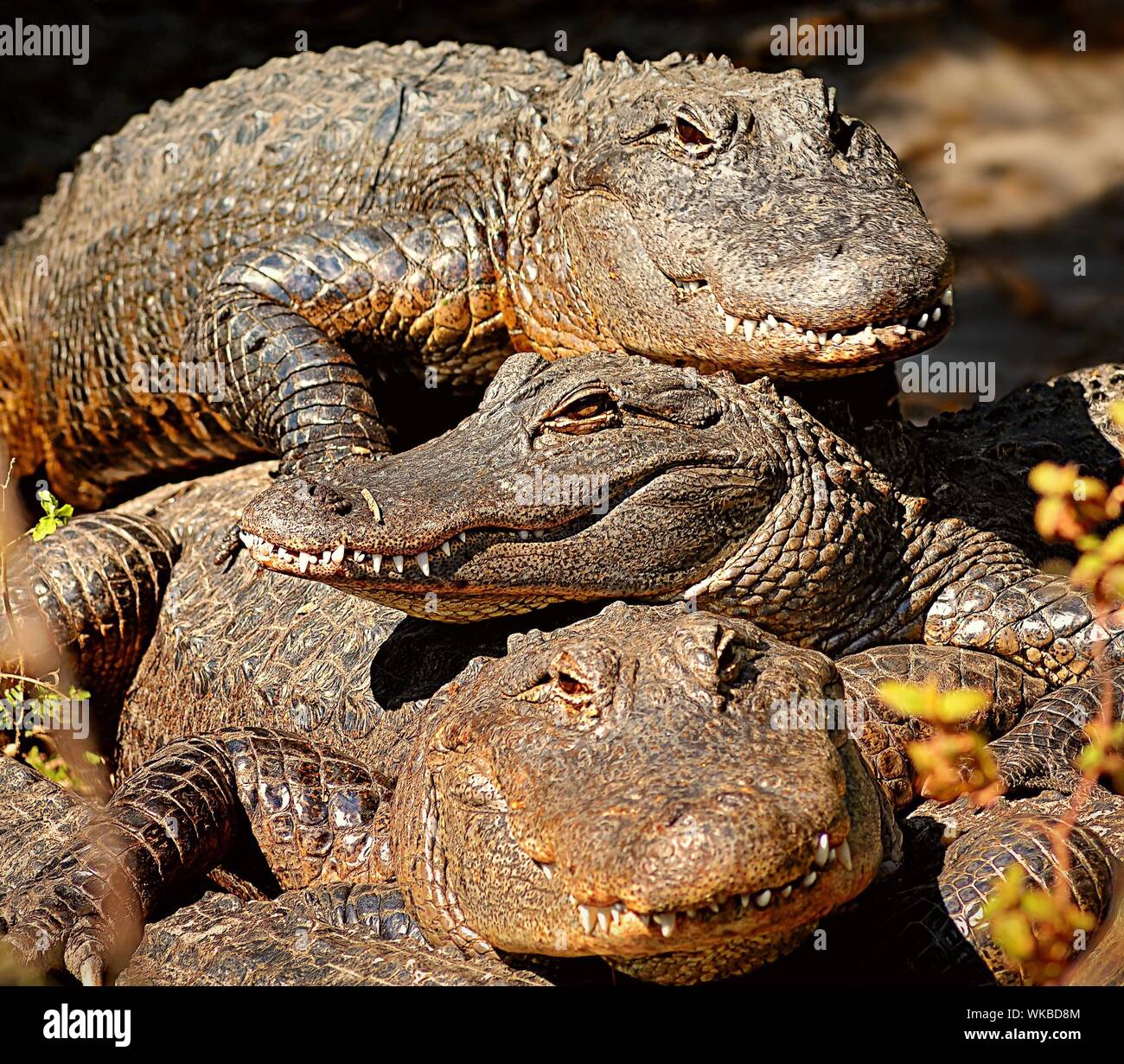Three crocodiles hi-res stock photography and images - Alamy