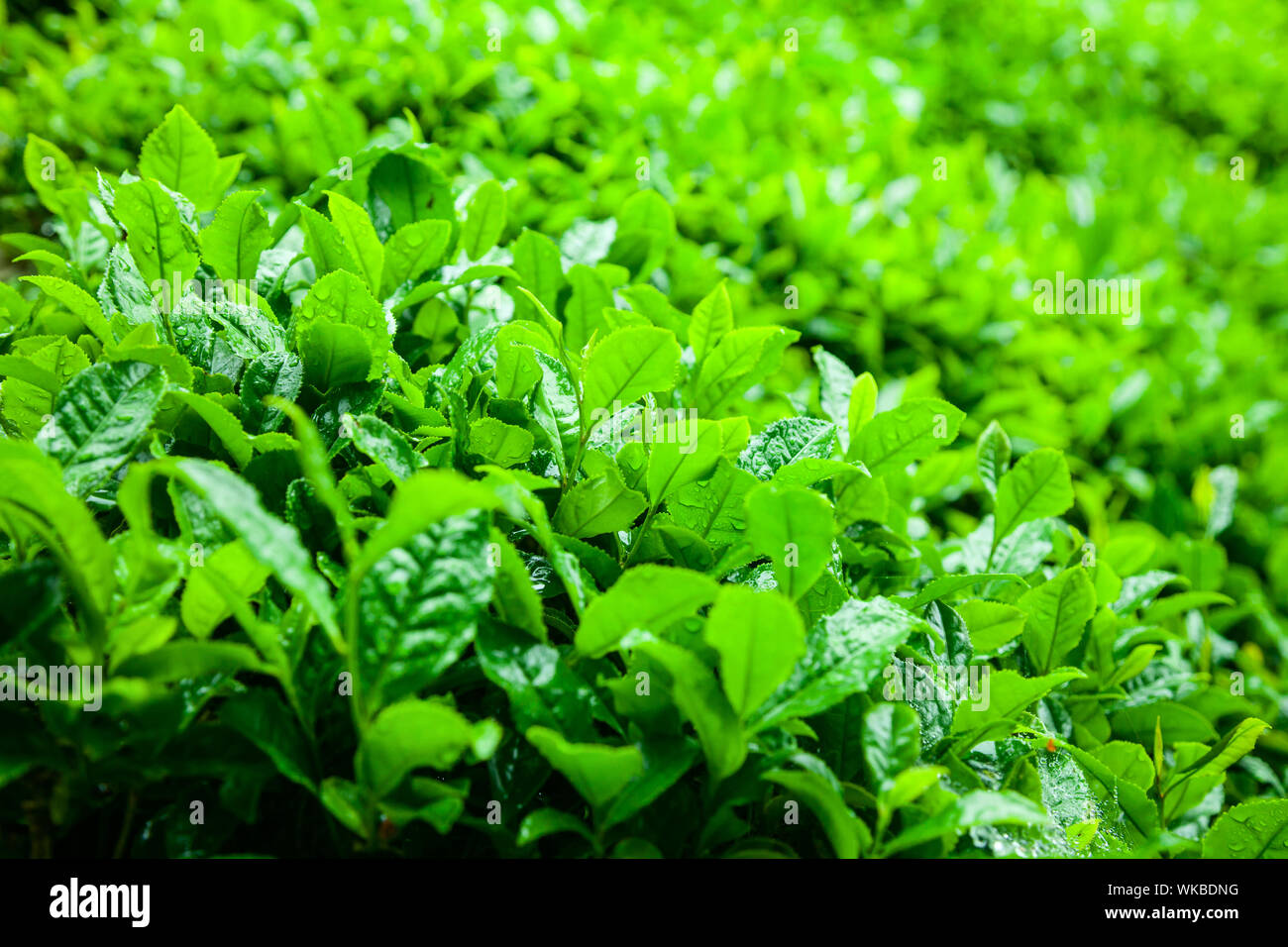 Turkey tea plantation hi-res stock photography and images - Alamy