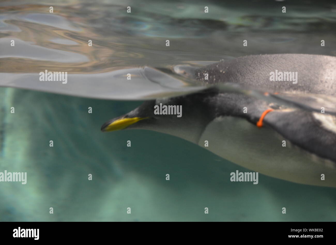 Penguin in water hi-res stock photography and images - Alamy