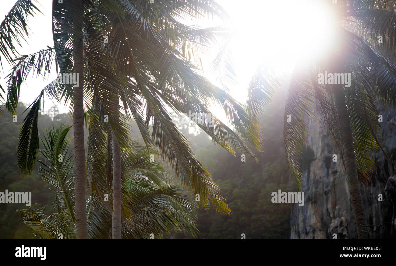 Palm trees in sunlight Stock Photo - Alamy