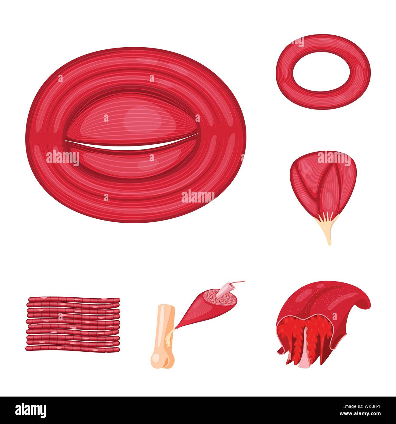 Isolated object of muscle and cells symbol. Collection of muscle and ...