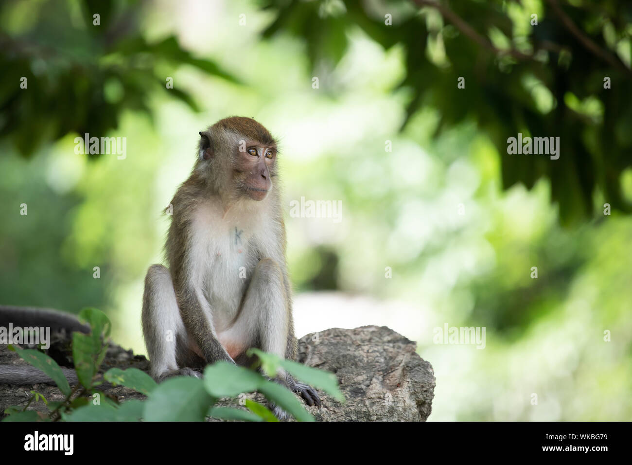 Macaque monke sitting on a rock in the jungle Stock Photo - Alamy
