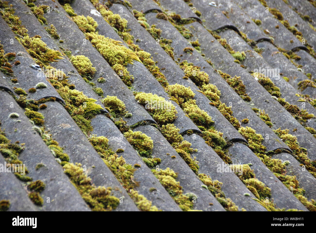 Moss Covered Roof Stock Photos & Moss Covered Roof Stock Images - Alamy