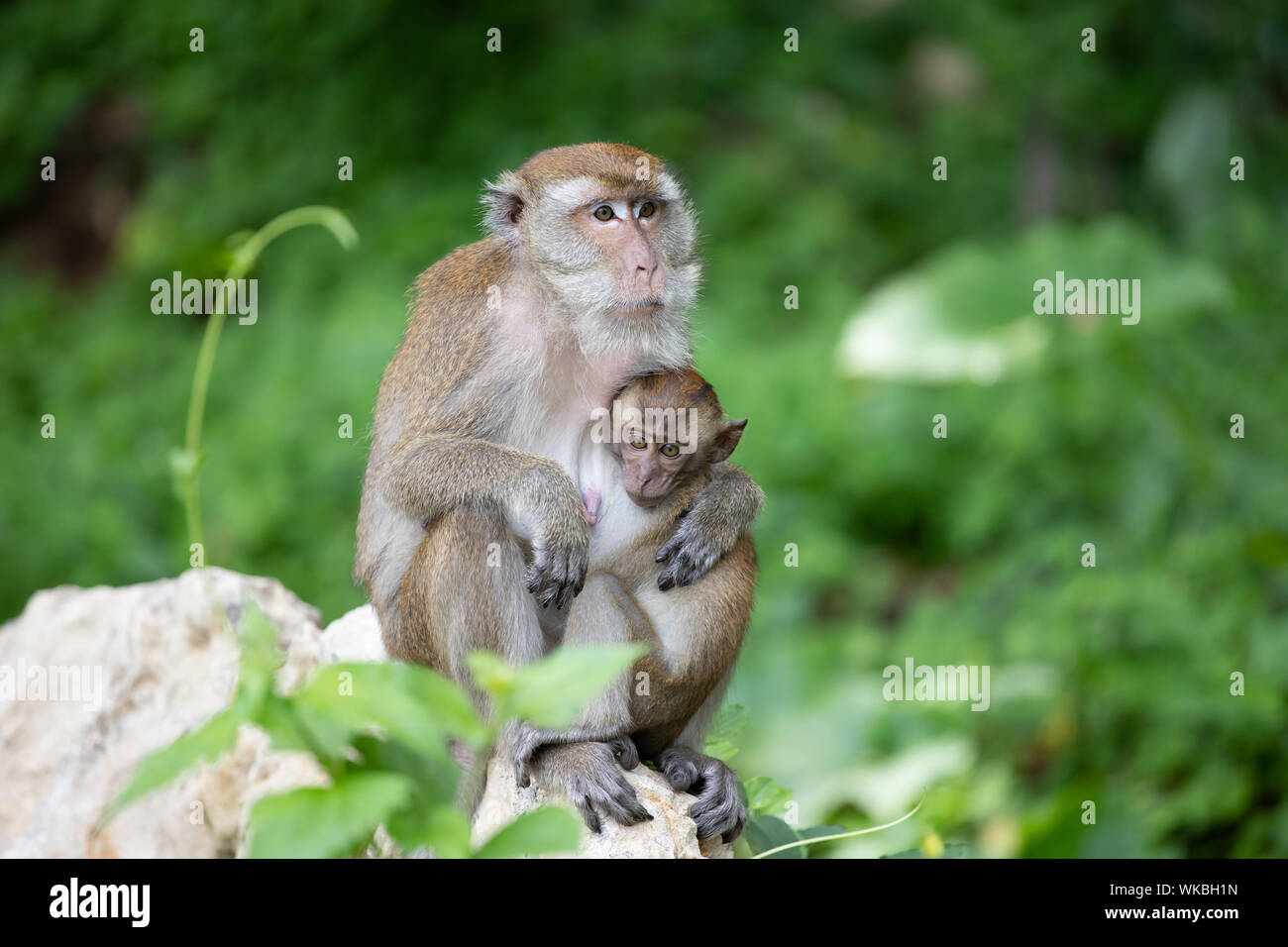 Mother macaque and it's baby in the jungle, Thailand Stock Photo - Alamy