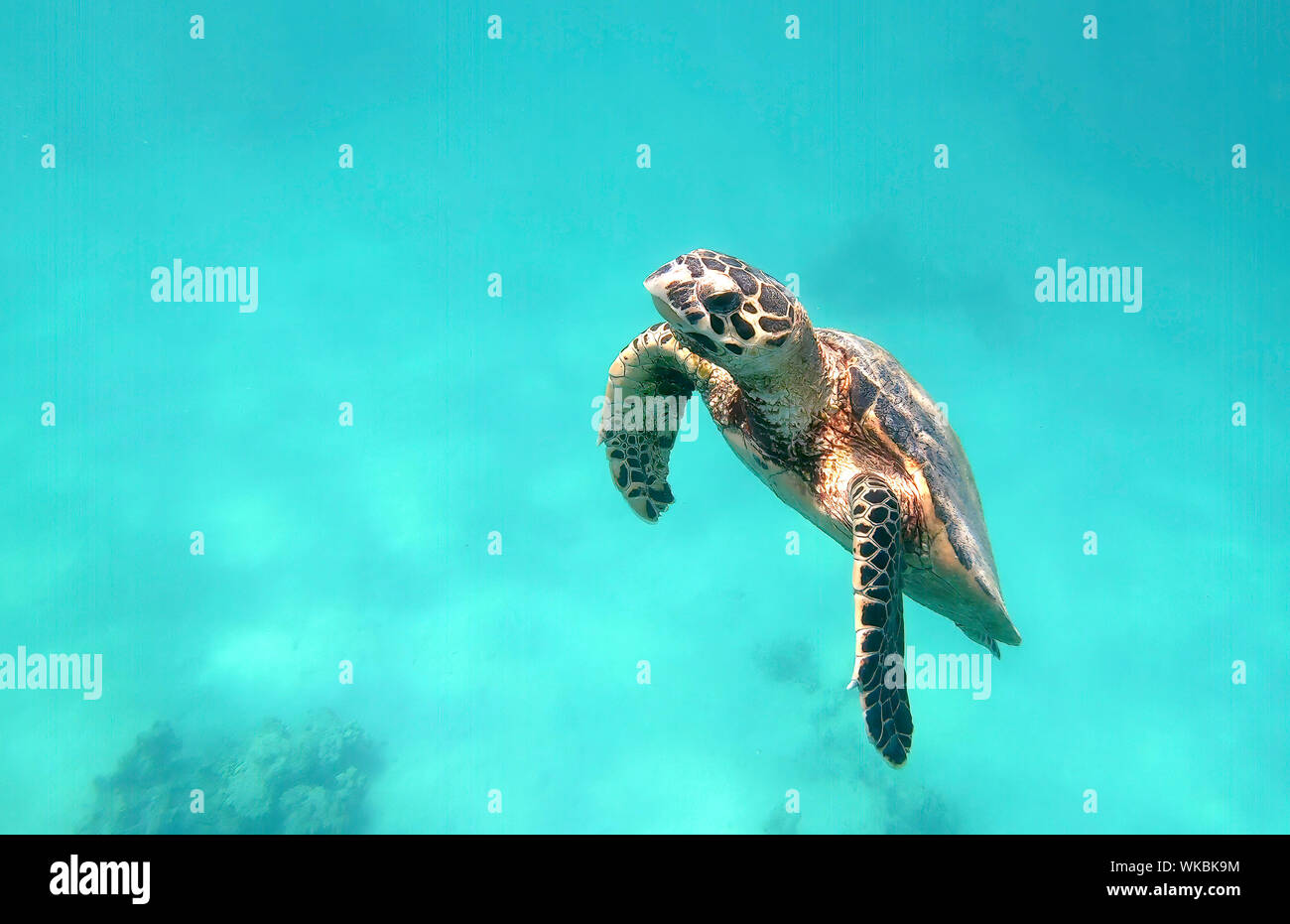 cute green sea turtle (Chelonia mydas) swim swims in turquoise water in ...