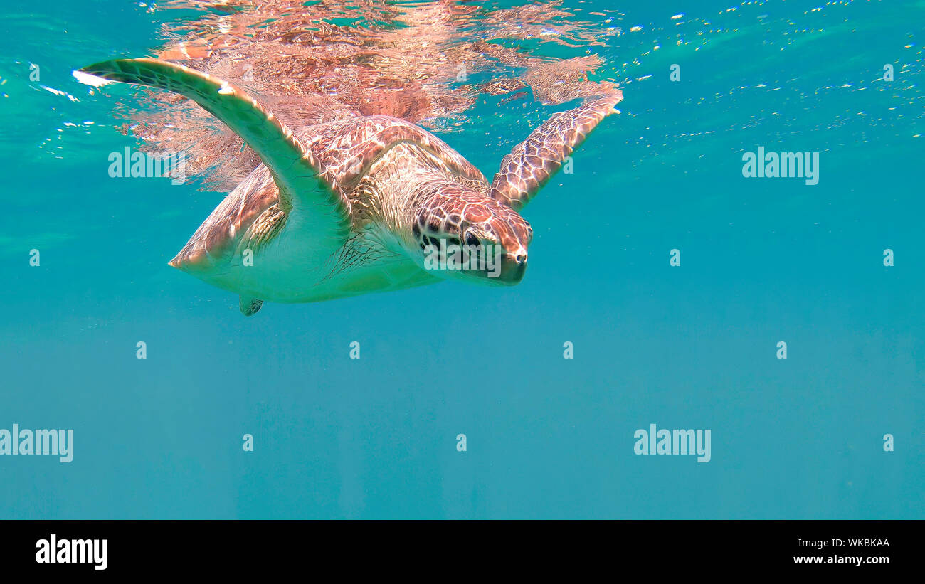 cute green sea turtle (Chelonia mydas) swim swims in turquoise water in ...