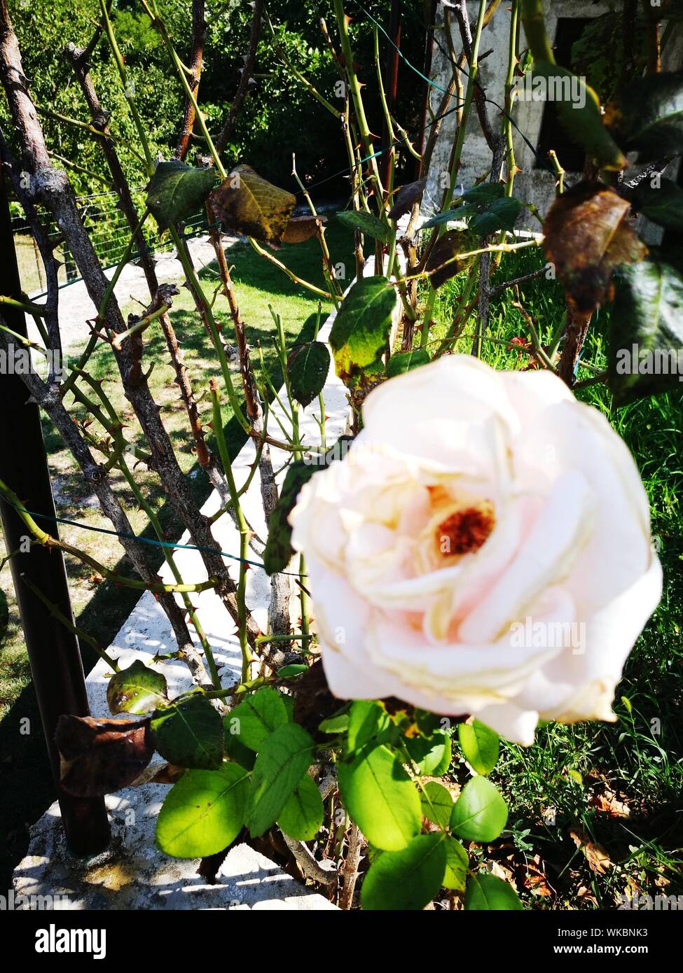 White rose tree hi-res stock photography and images - Alamy