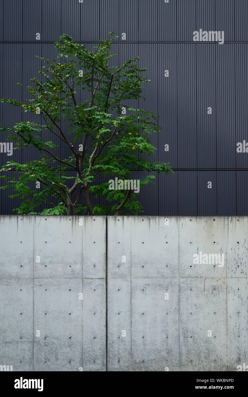 The building with the green wall japan hi-res stock photography and ...