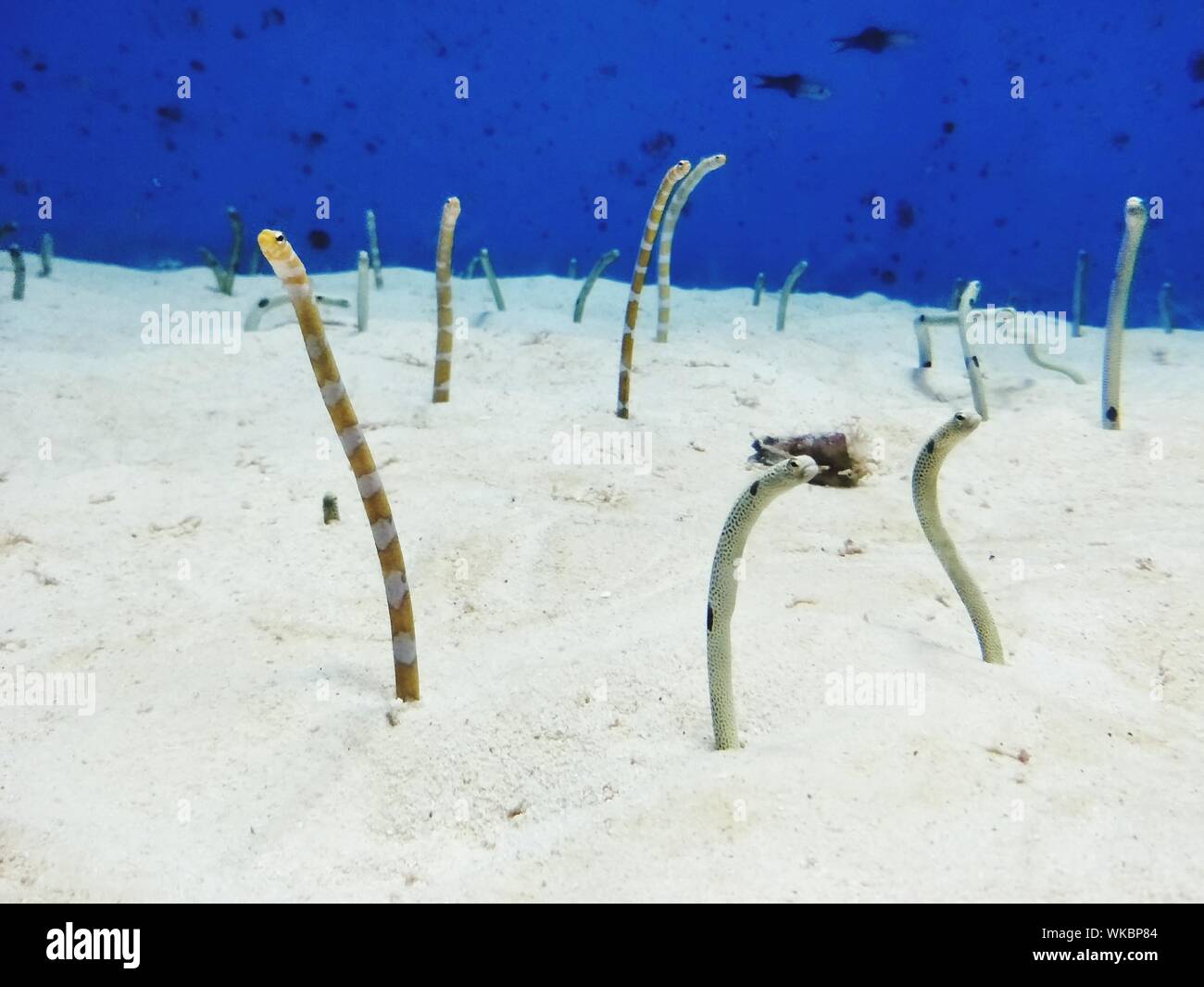 Beauty of snakes hi-res stock photography and images - Alamy