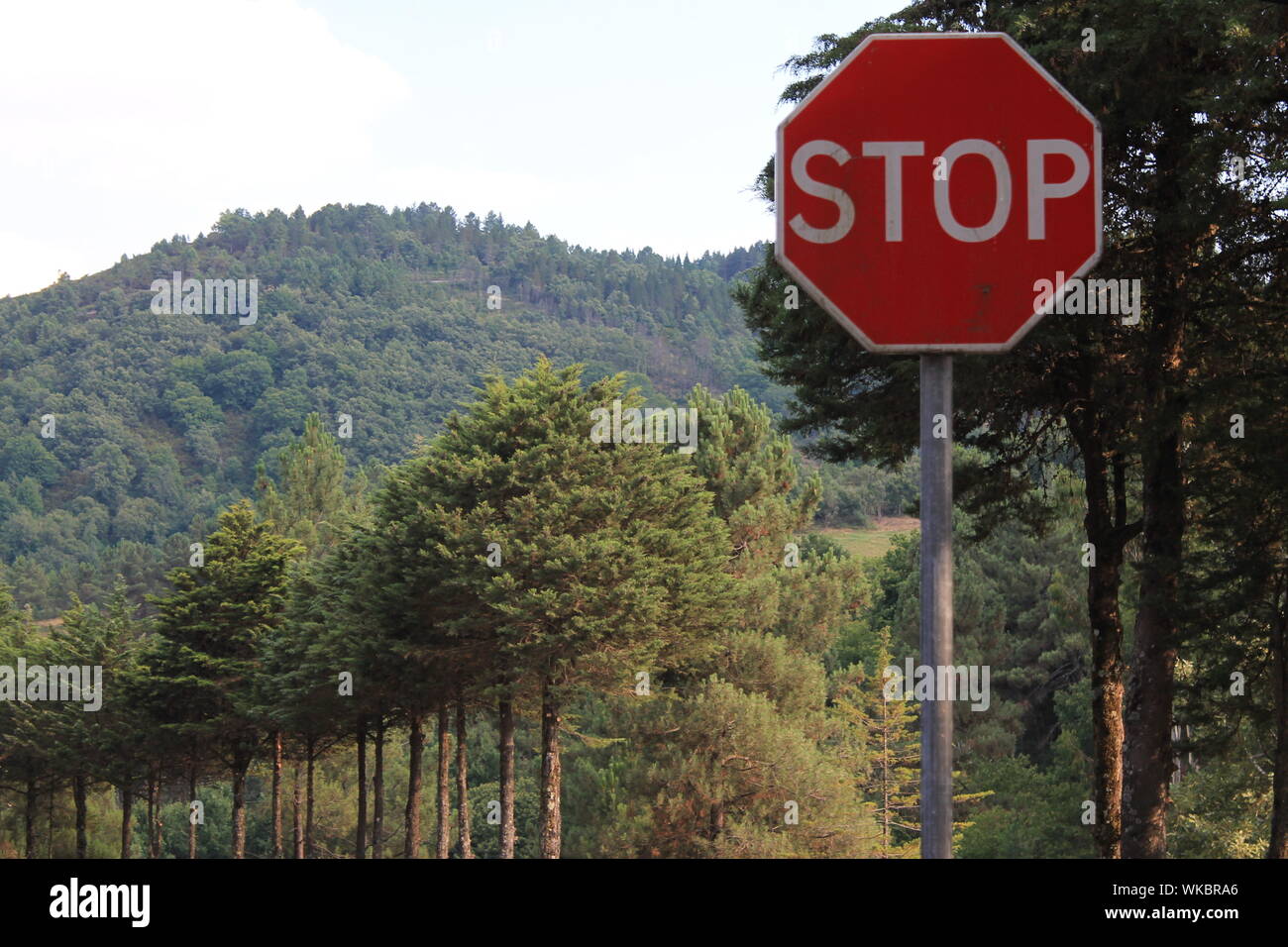 Stop Sign Against Trees Stock Photo - Alamy