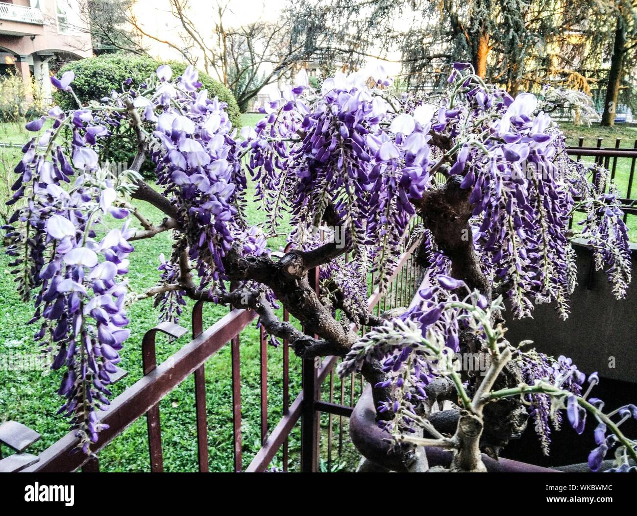 Flowers of balcony hi-res stock photography and images - Alamy