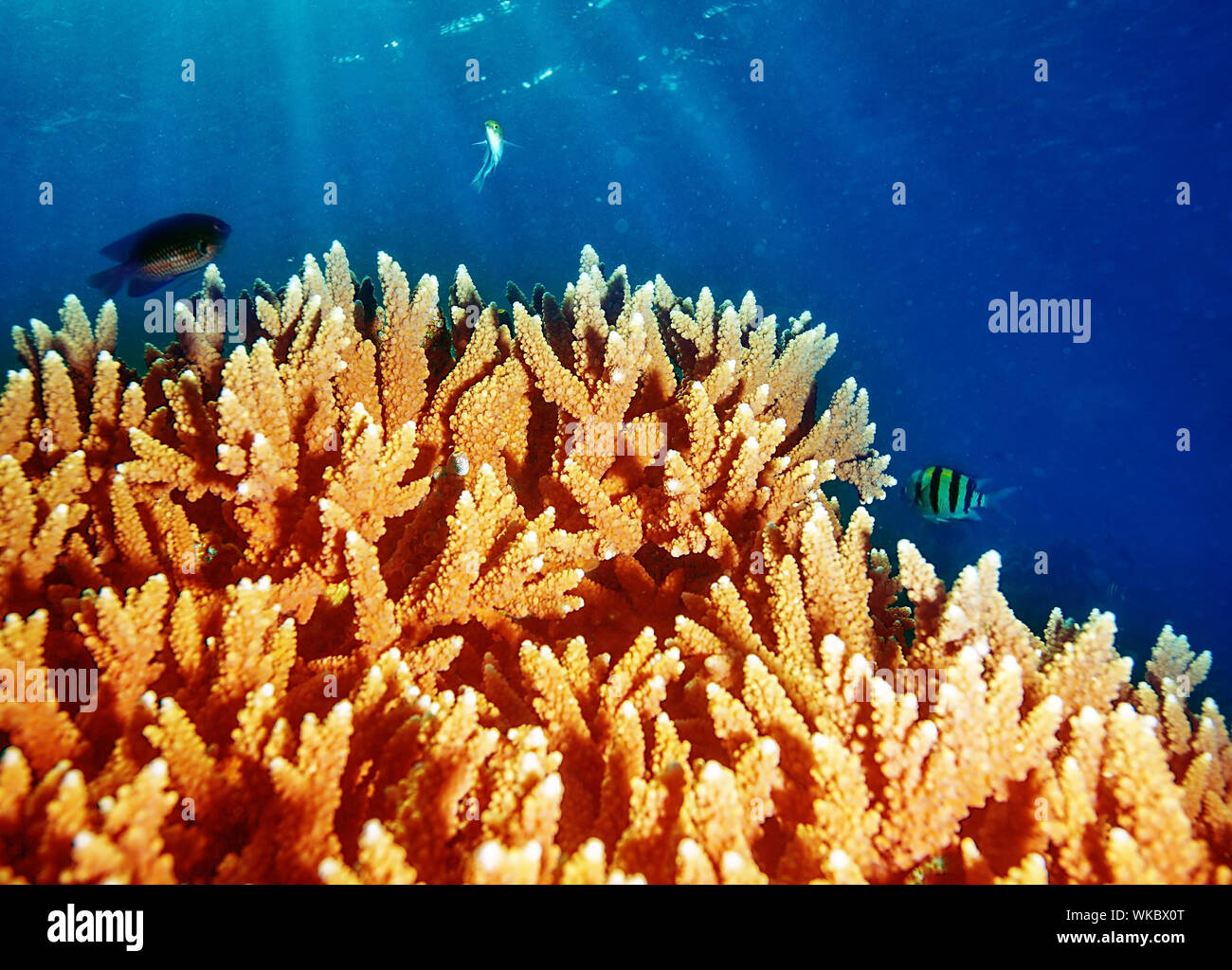 Coral underwater reef of Maldives island Stock Photo - Alamy