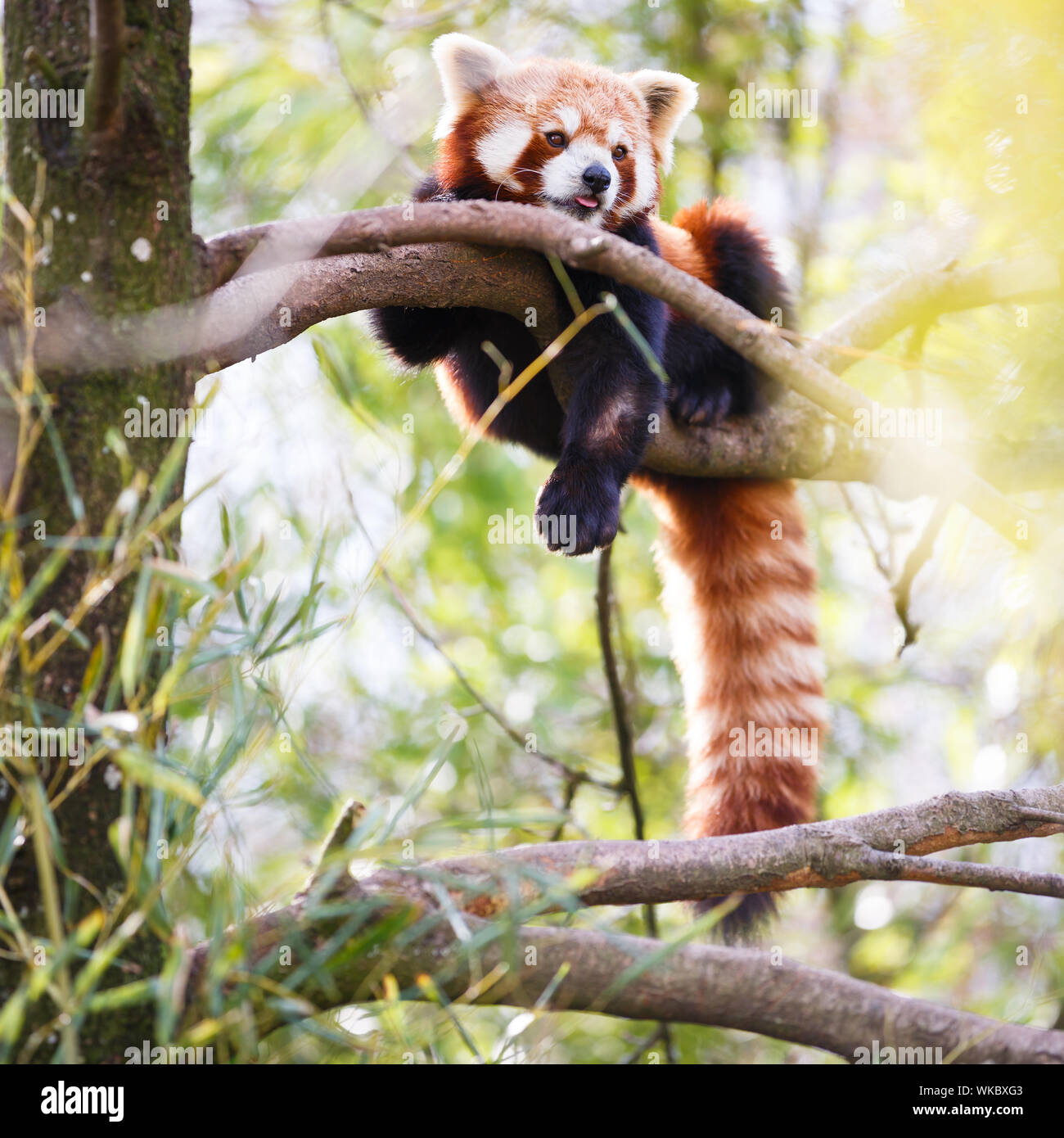 Red panda (Ailurus fulgens, lit. "shining cat Stock Photo - Alamy