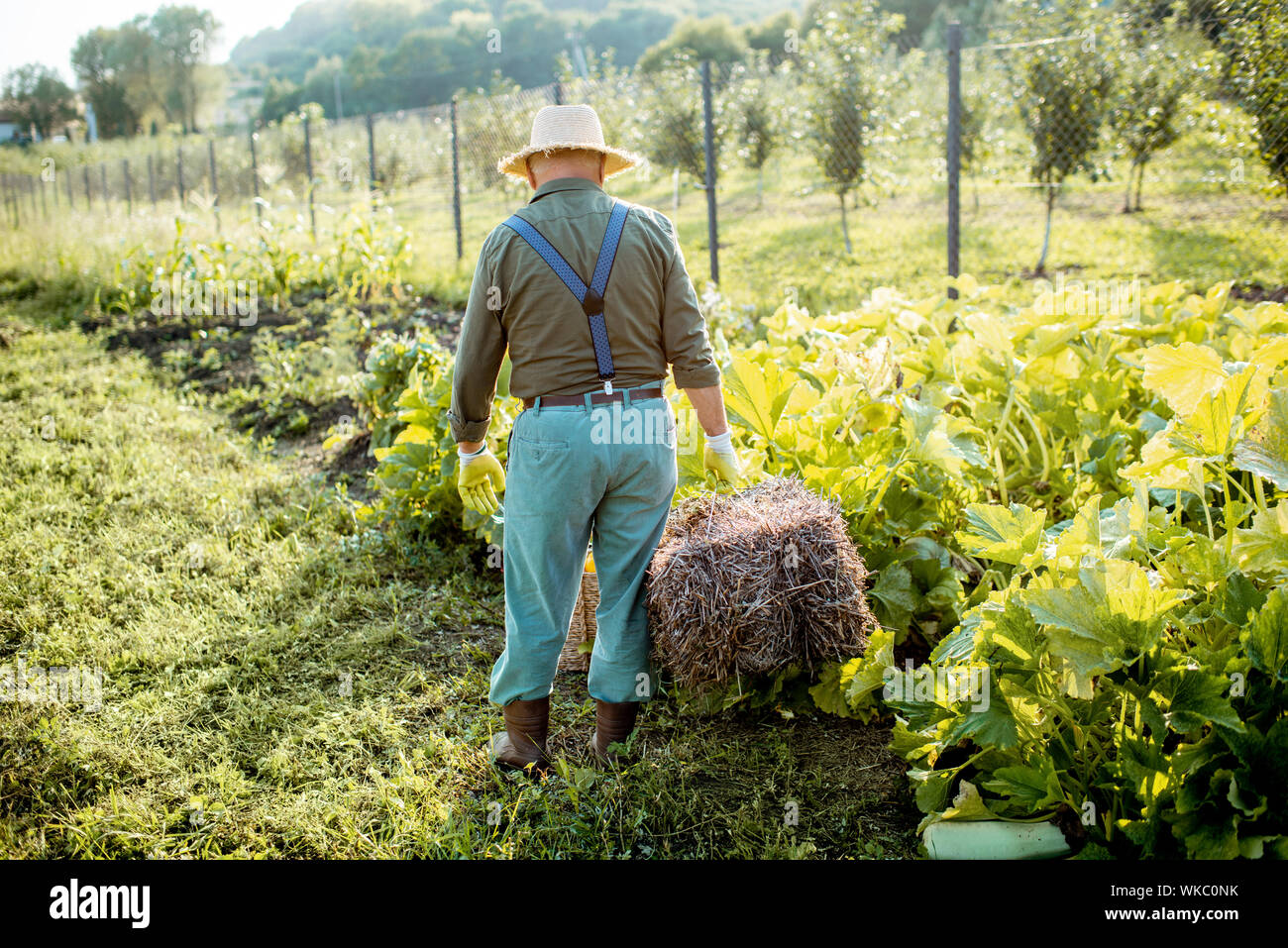 Senior man carrying hay on an organic vegetable garden during the sunny ...