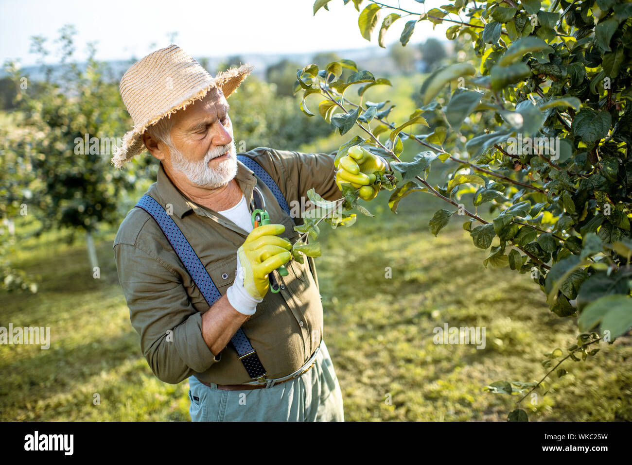 Senior well-dressed man as a gardener pruning branches of a fruit trees ...