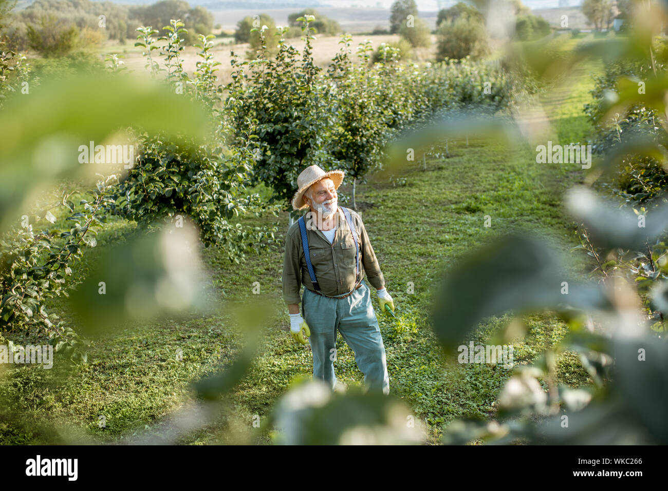 Senior gardener in the apple orchard, landscape view from above ...