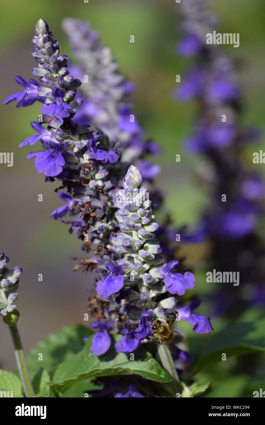 Stages of maturity hi-res stock photography and images - Alamy