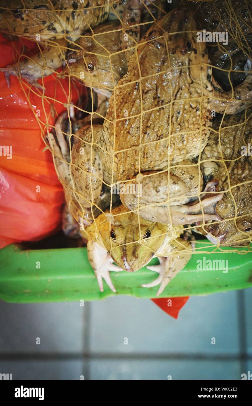 Trapped in netting hi-res stock photography and images - Alamy