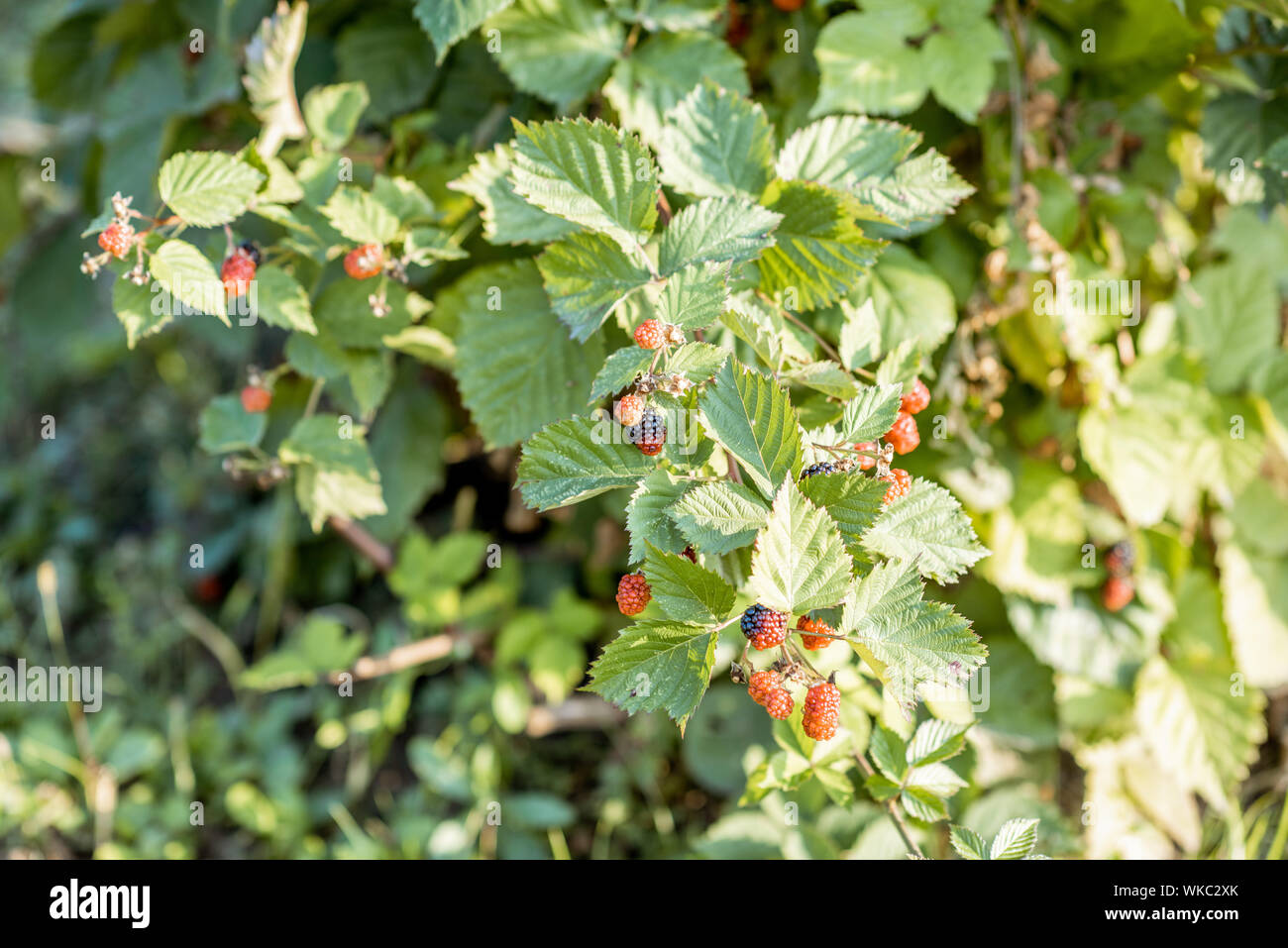 Branches with blackberries growing on the plantation Stock Photo - Alamy