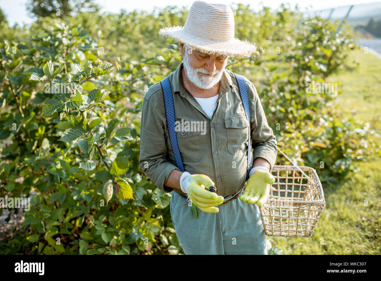 Old Man Gardening High Resolution Stock Photography and Images - Alamy