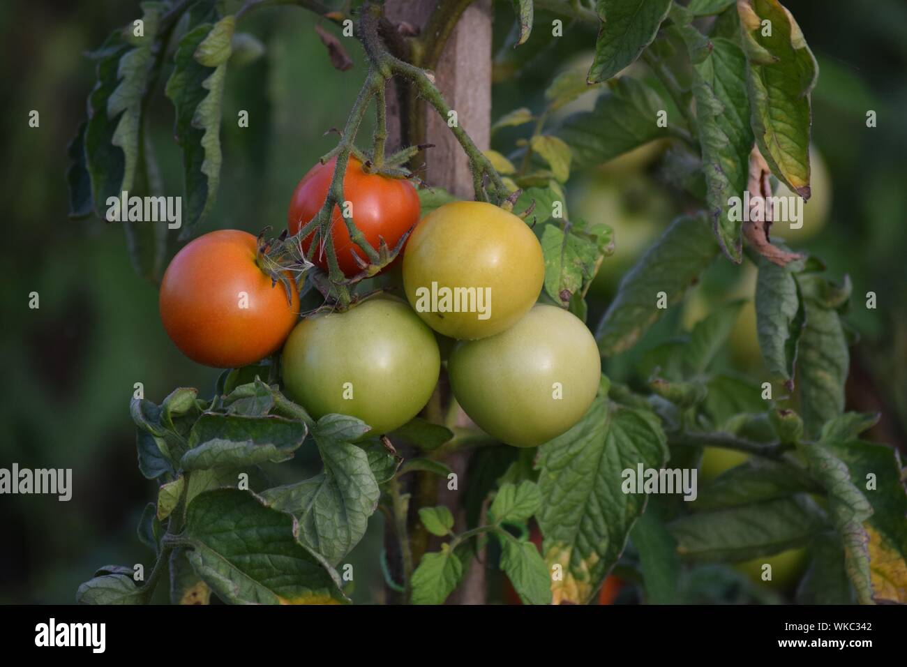 Tomatoes at the end of the season hi-res stock photography and images ...