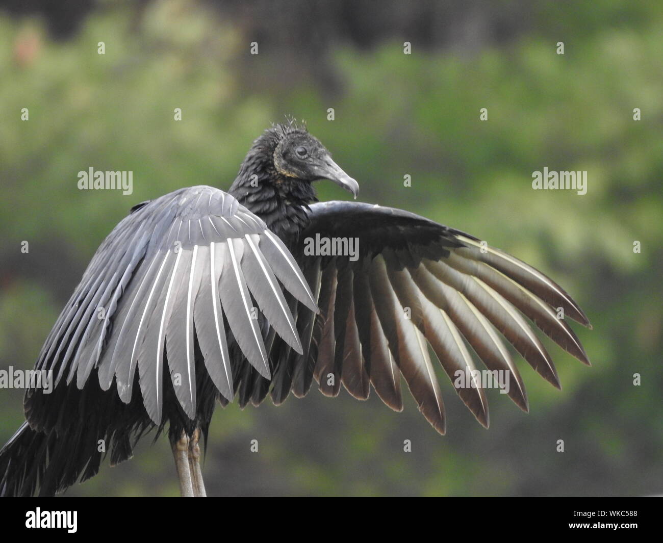 Black vulture close up hi-res stock photography and images - Alamy