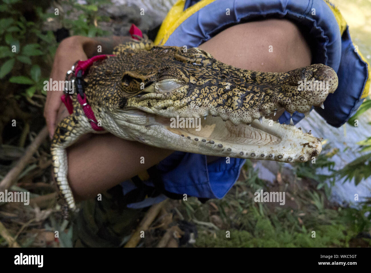 Alligator adventure hi-res stock photography and images - Alamy