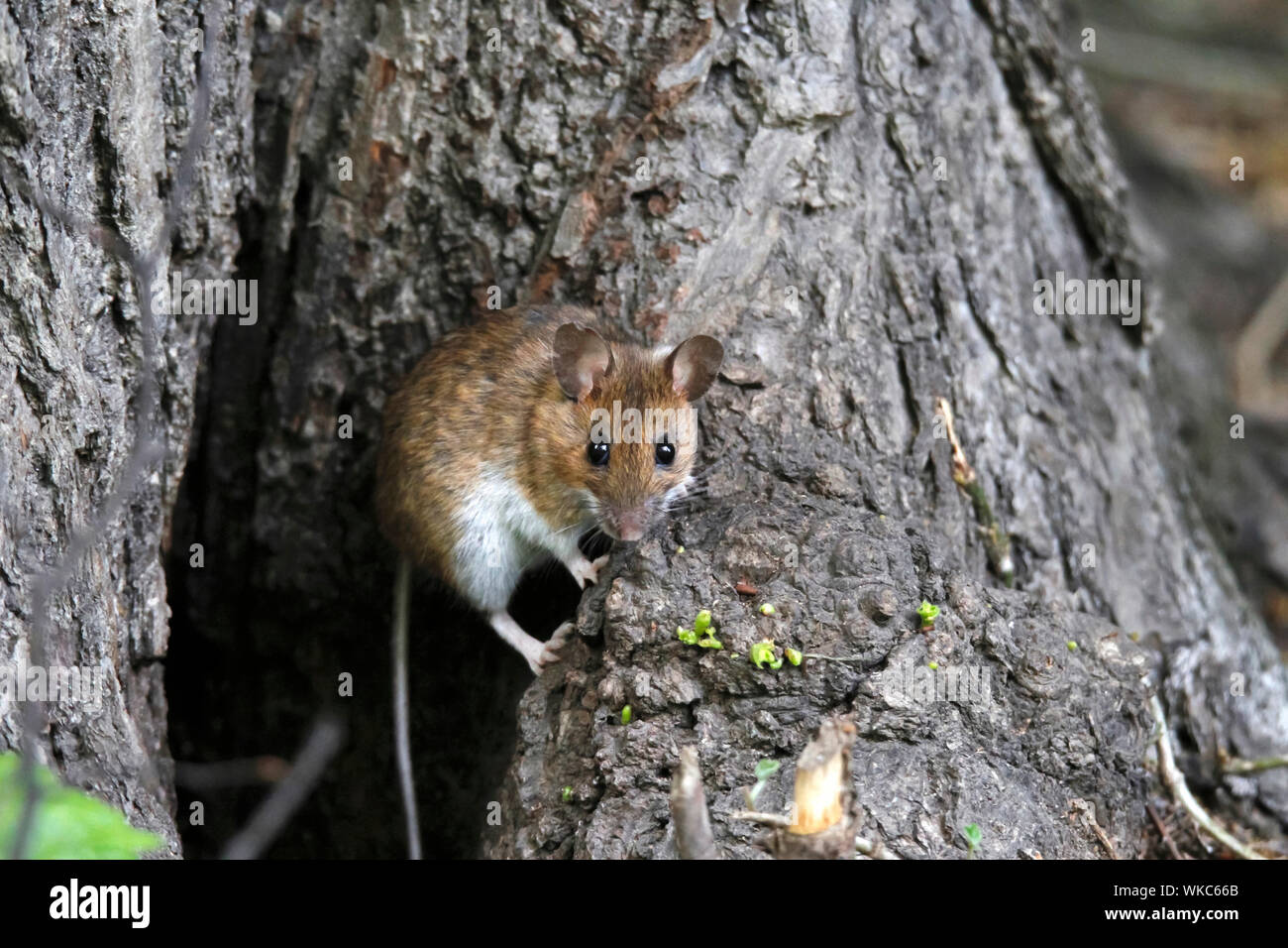 Tree Mouse High Resolution Stock Photography and Images - Alamy
