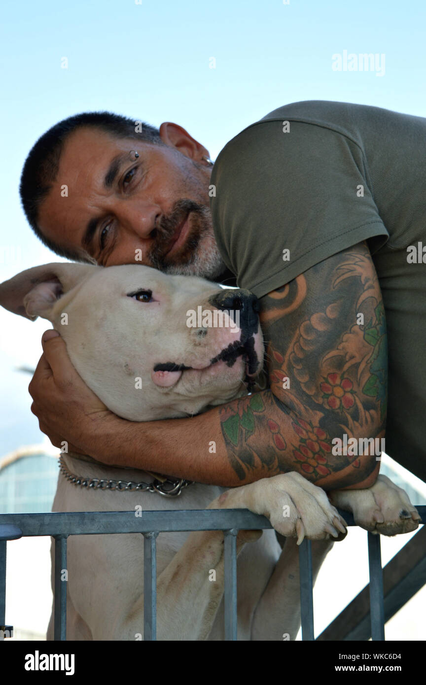 American bulldog looking up hi-res stock photography and images - Alamy