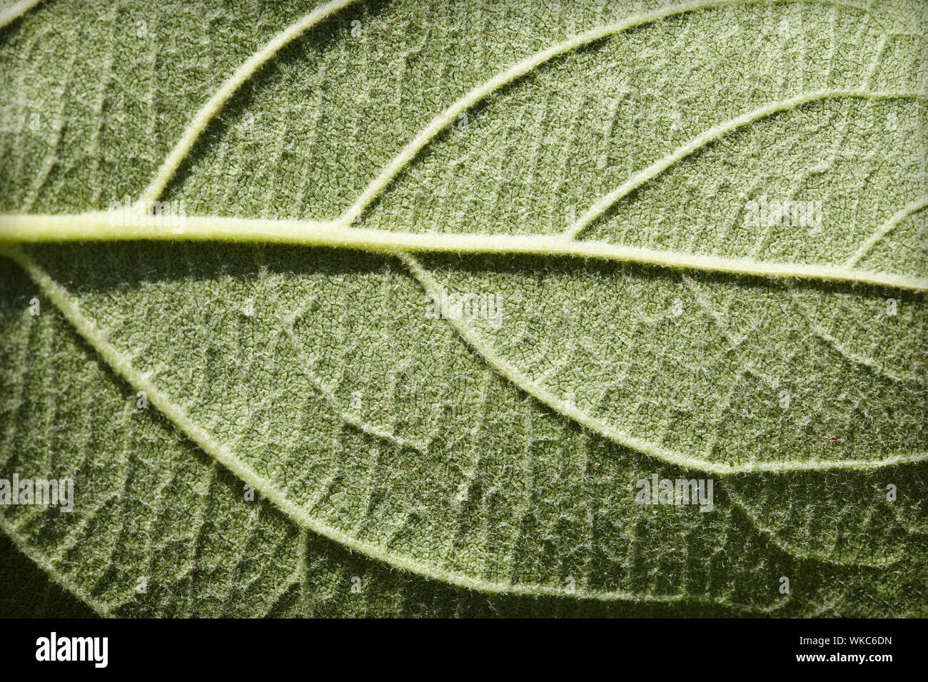 Green leaf plants with veins close up Stock Photo - Alamy