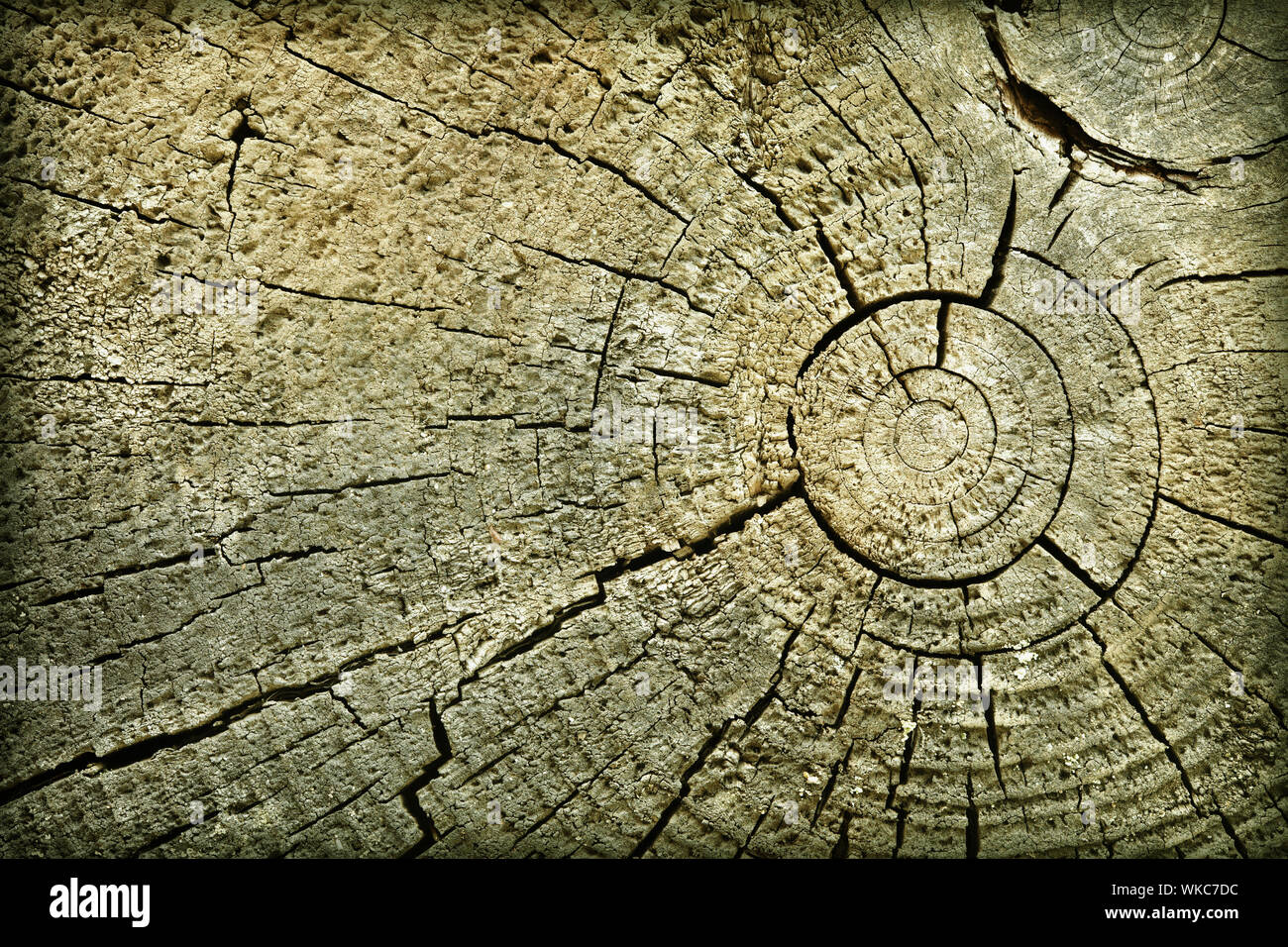 The butt of the old log with cracks Stock Photo - Alamy