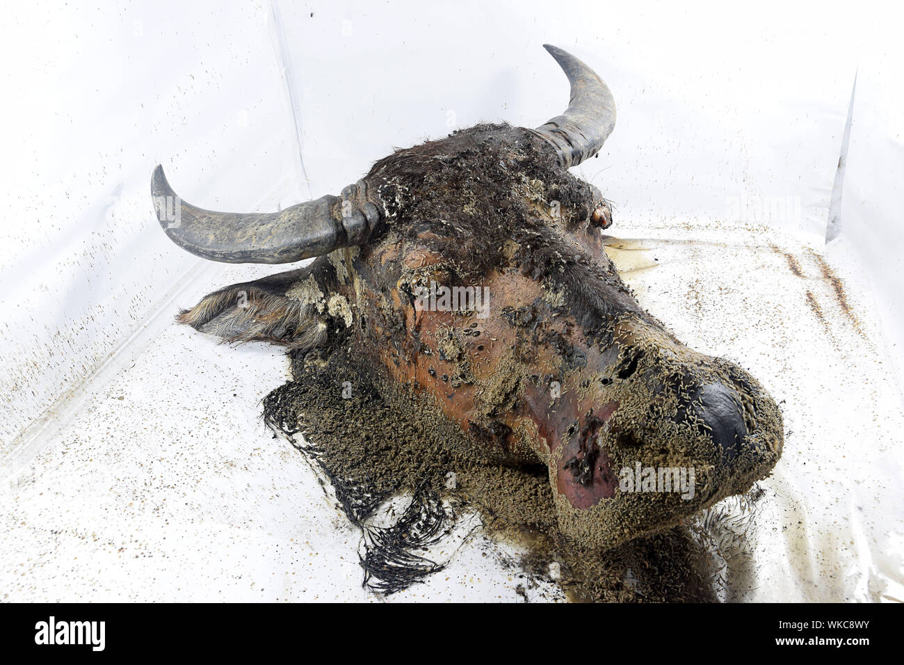 Buffalo malaysia hi-res stock photography and images - Alamy