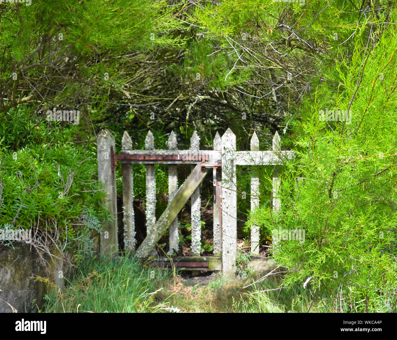 Overgrown garden gate plants gate hi-res stock photography and images ...