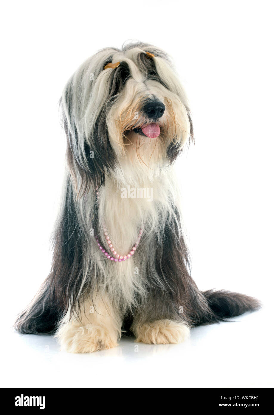 bearded collie in front of white background Stock Photo - Alamy