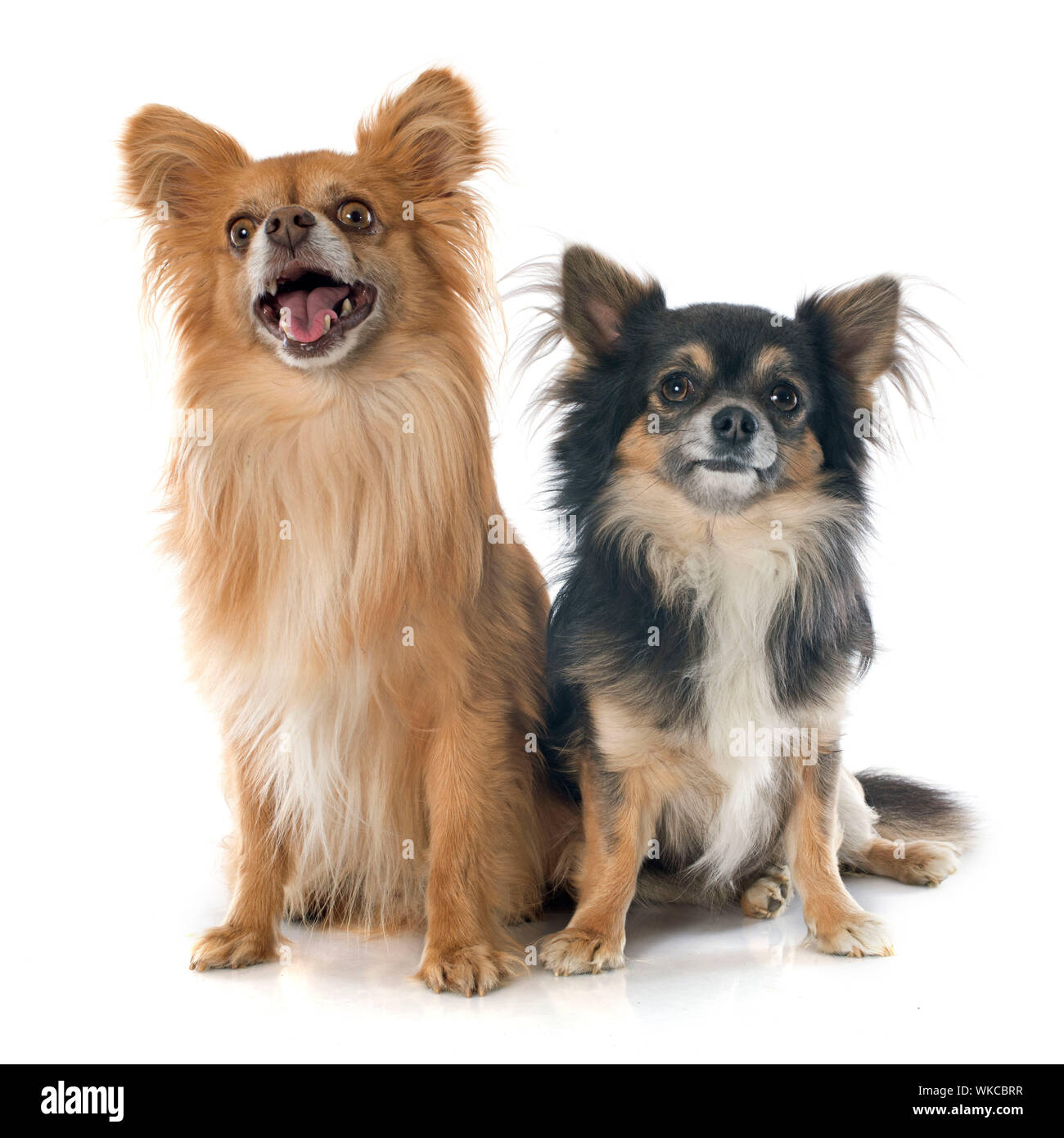 two chihuahuas in front of white background Stock Photo - Alamy