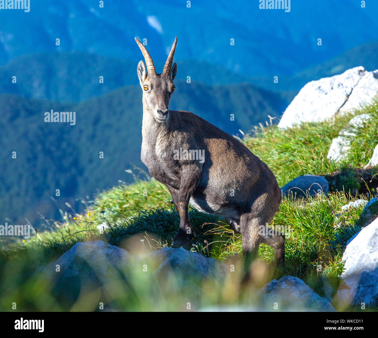 Ibex mountain top hi-res stock photography and images - Alamy