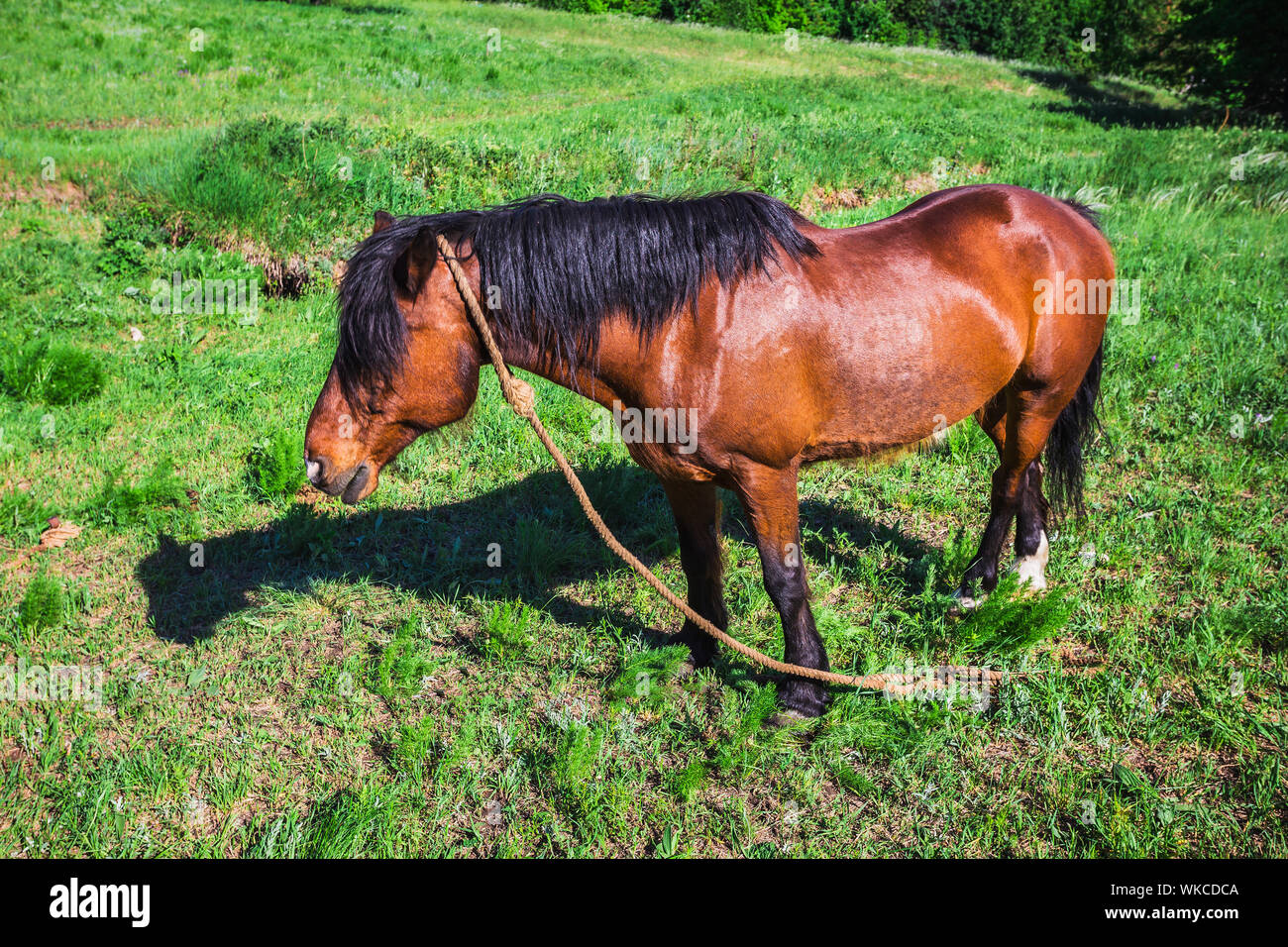 Horse pasture on meadow of village Stock Photo - Alamy