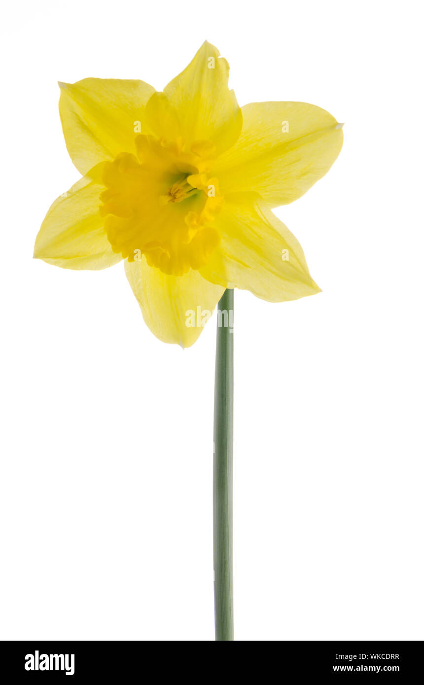 Yellow jonquil flower isolated on white background Stock Photo - Alamy