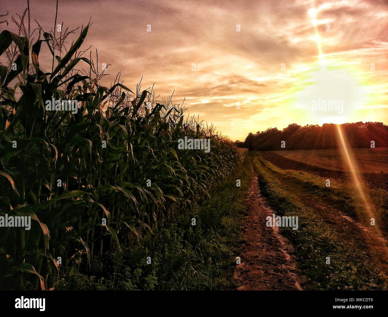 Corn field at sunset hi-res stock photography and images - Alamy