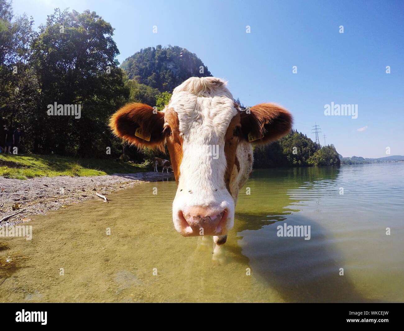 Cow river hi-res stock photography and images - Alamy