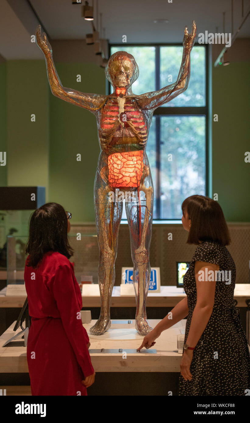 Transparent woman anatomical figure hi-res stock photography and images ...