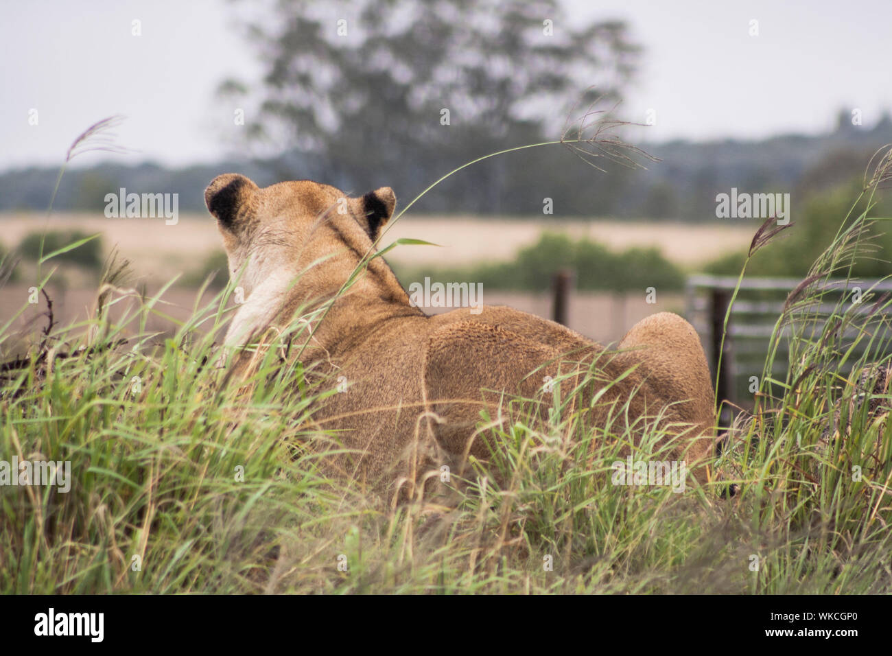 Female lion sitting down in hi-res stock photography and images - Alamy